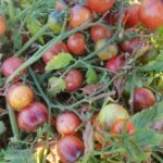 RASPBERRY BURST - Wild Boar Farms