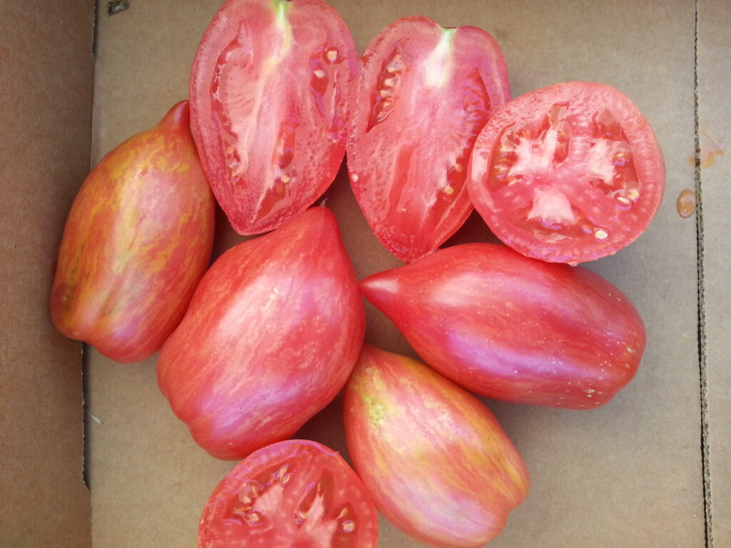 Roma Shape Variety Pack - Wild Boar Farms